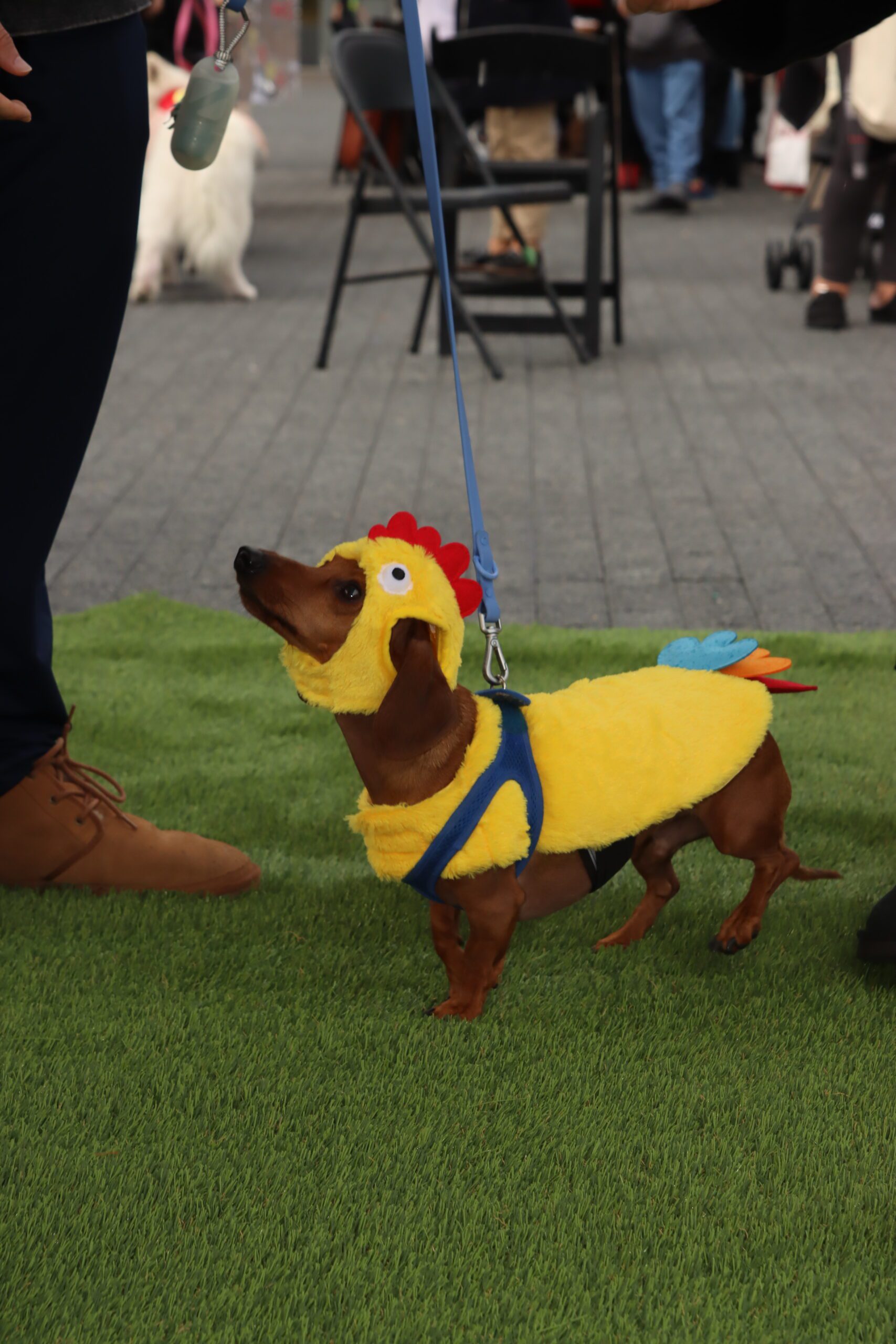 DOWNTOWN MAGAZINE HOSTS 4TH ANNUAL "BARKTOBERFEST" - DOWNTOWN MAGAZINE